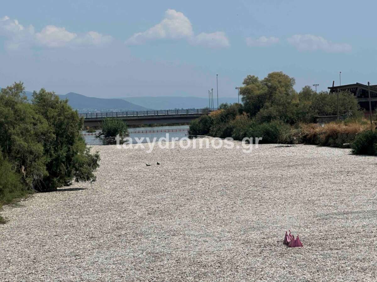 Απόκοσμες εικόνες : Ερήμωσαν οι Αλυκές στον Βόλο λόγω νεκρών ψαριών ...
